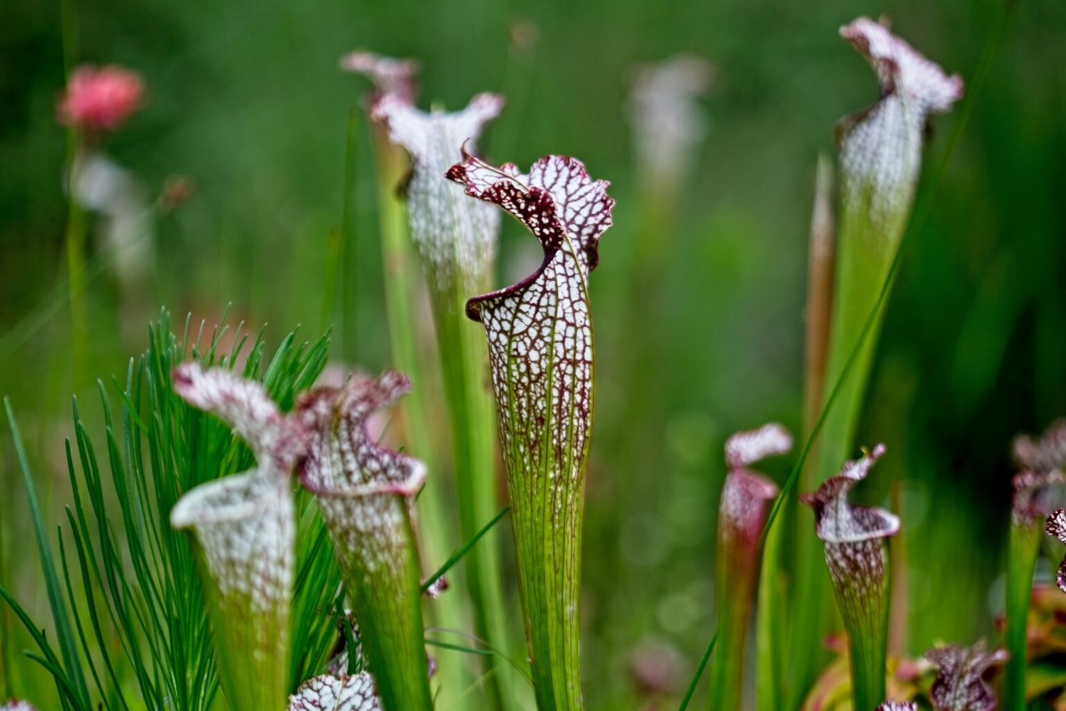 Pitcher Plant Seeds: A Guide - Pitcher Crown