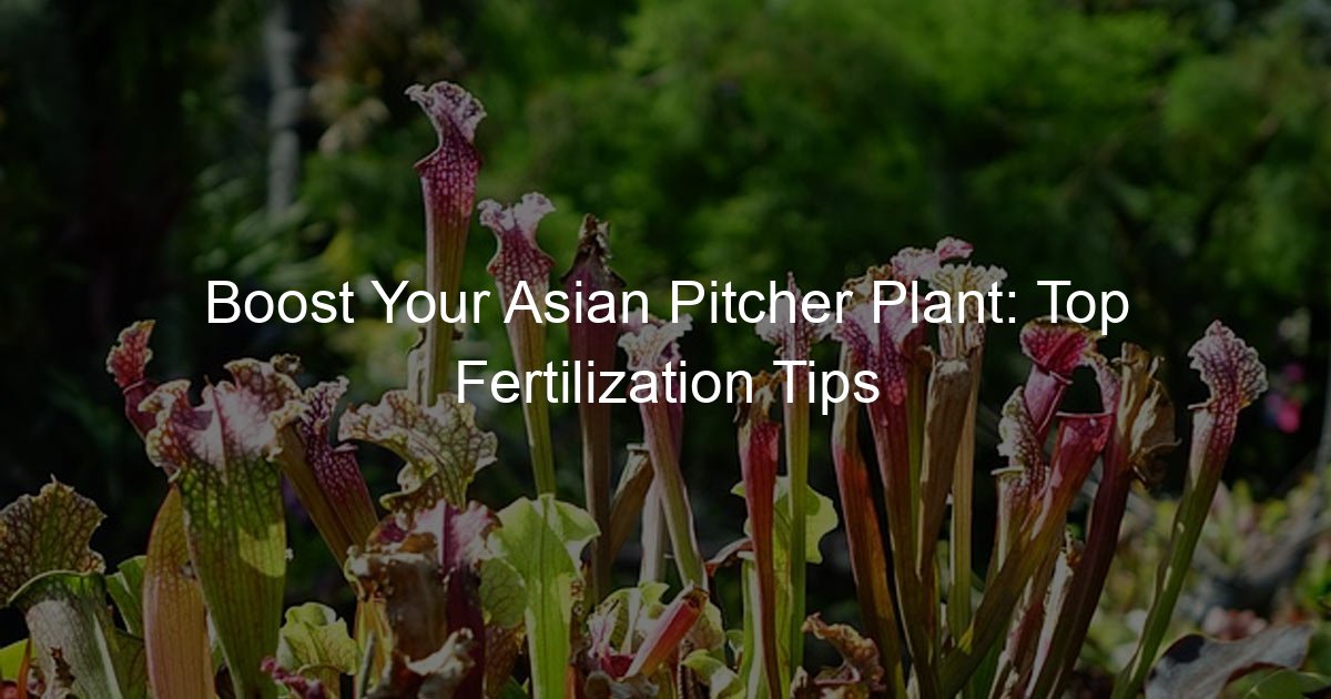 Boost Your Asian Pitcher Plant: Top Fertilization Tips - Pitcher Crown