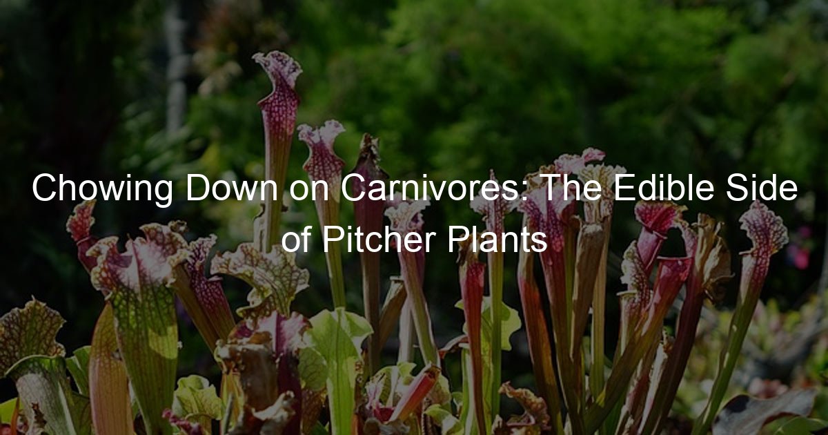 Chowing Down on Carnivores: The Edible Side of Pitcher Plants - Pitcher ...