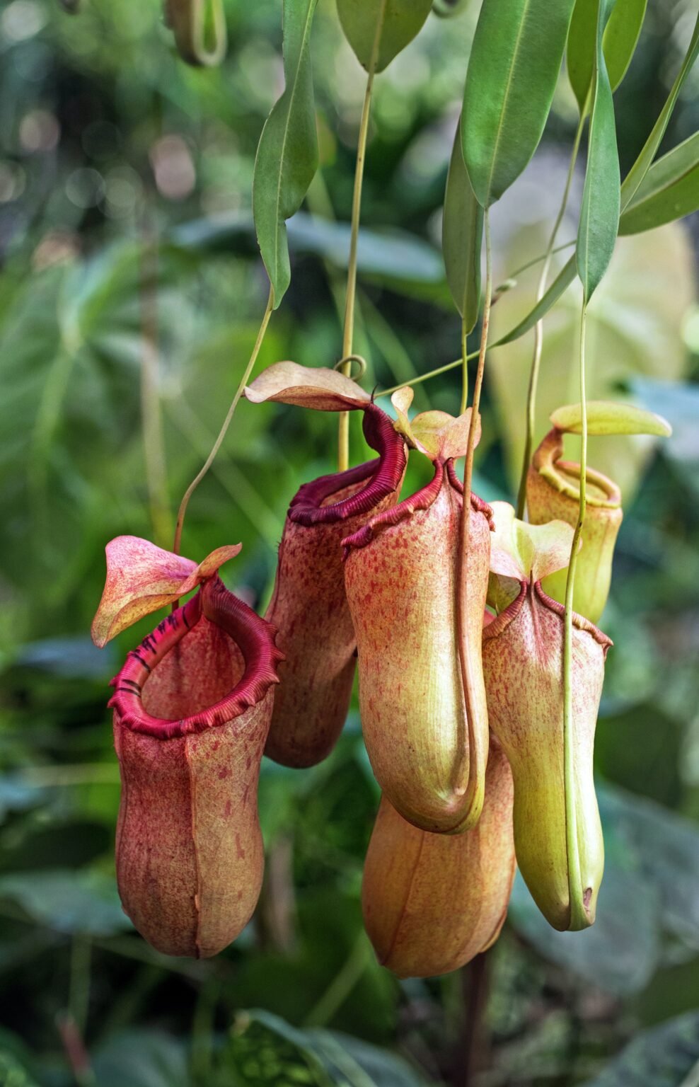 How To Propagate Pitcher Plant? - Pitcher Crown