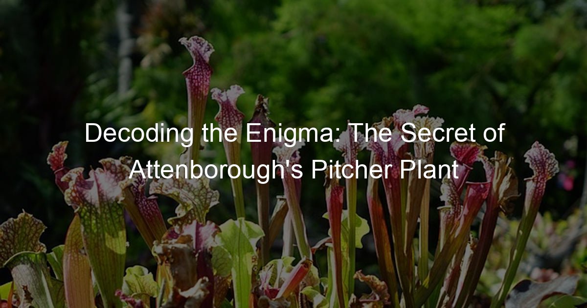 Decoding the Enigma: The Secret of Attenborough's Pitcher Plant ...