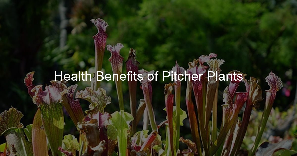 Health Benefits of Pitcher Plants - Pitcher Crown