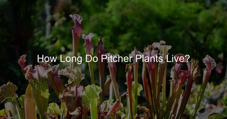 How Long Do Pitcher Plants Live? - Pitcher Crown