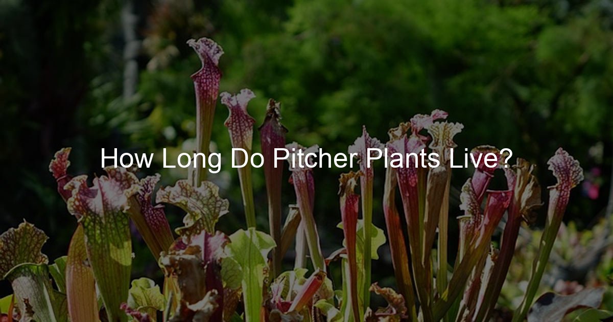 How Long Do Pitcher Plants Live? - Pitcher Crown