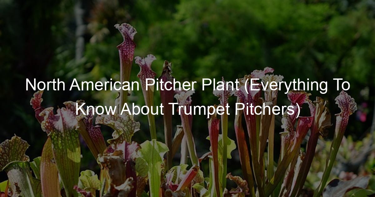 North American Pitcher Plant (Everything To Know About Trumpet Pitchers ...