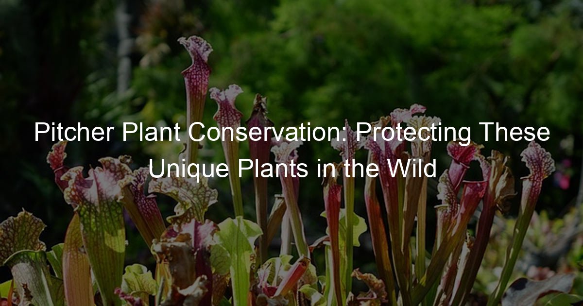 Pitcher Plant Conservation: Protecting These Unique Plants in the Wild ...