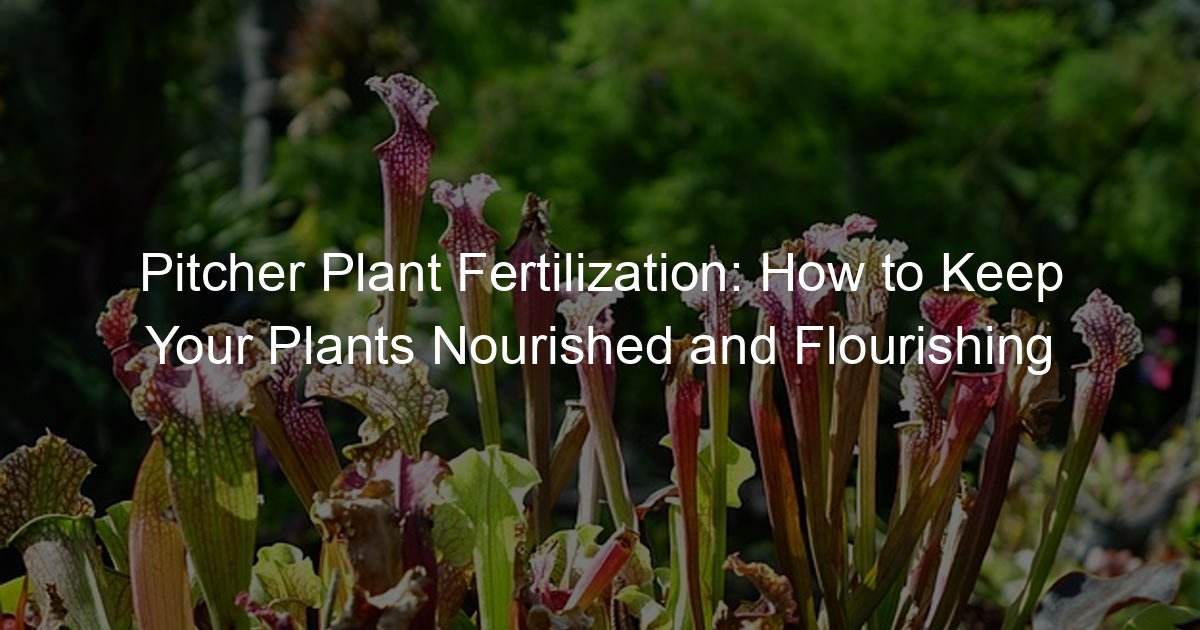 Pitcher Plant Fertilization: How to Keep Your Plants Nourished and ...