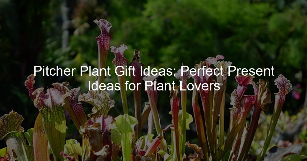 Pitcher Plant Gift Ideas: Perfect Present Ideas for Plant Lovers ...