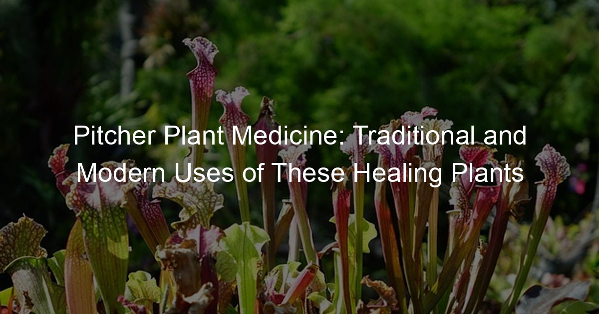 Pitcher Plant Medicine: Traditional and Modern Uses of These Healing ...