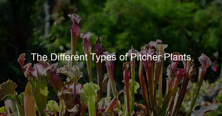 The Different Types of Pitcher Plants - Pitcher Crown