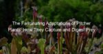 The Fascinating Adaptations of Pitcher Plants: How They Capture and ...