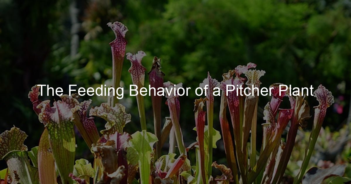 The Feeding Behavior of a Pitcher Plant - Pitcher Crown