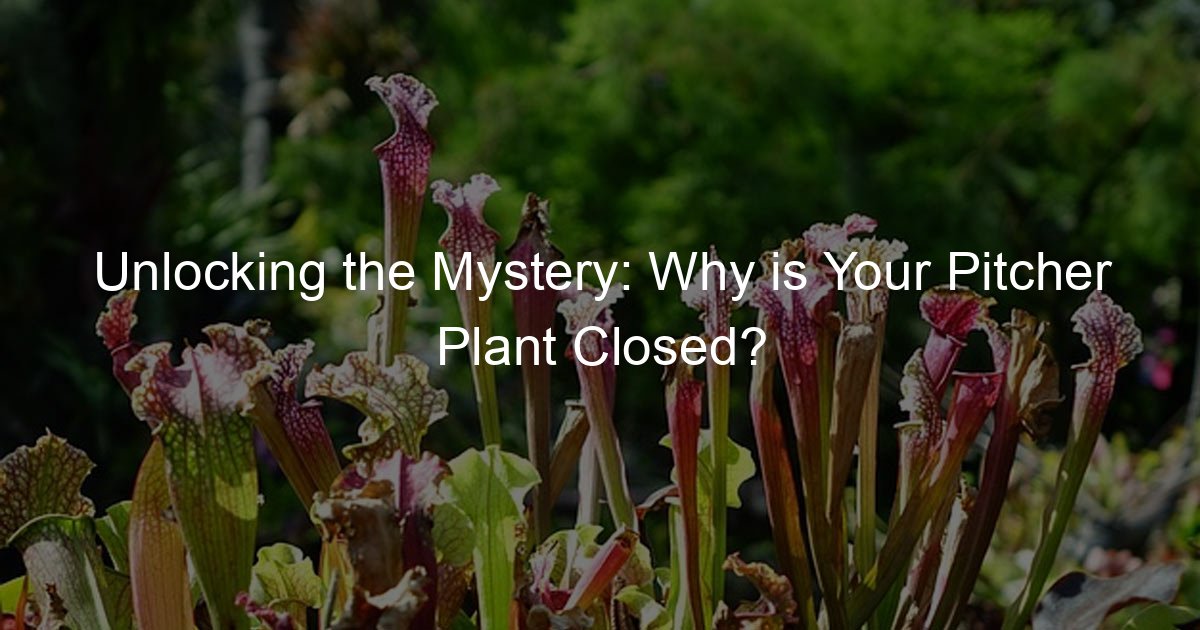 Unlocking the Mystery: Why is Your Pitcher Plant Closed? - Pitcher Crown