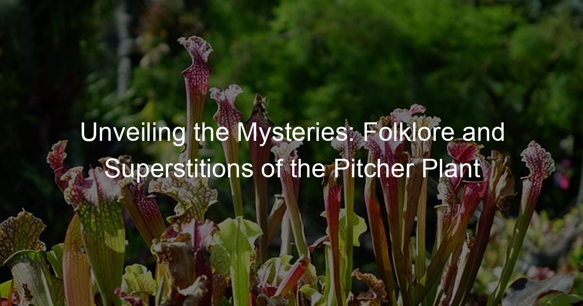 Unveiling the Mysteries: Folklore and Superstitions of the Pitcher ...