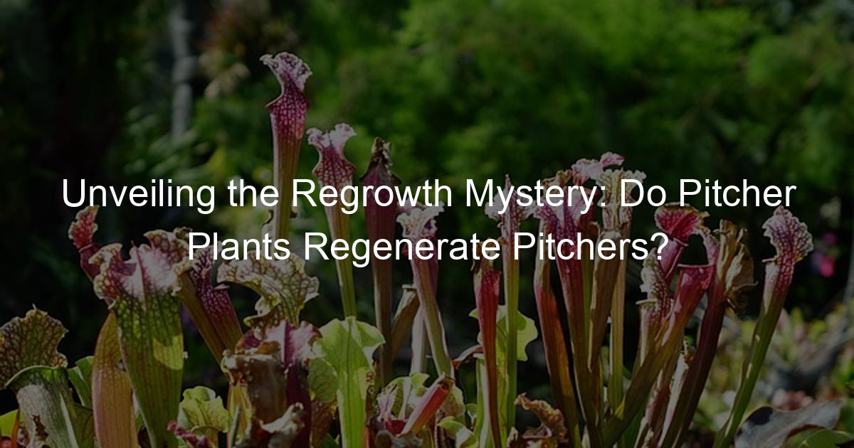 Unveiling the Regrowth Mystery: Do Pitcher Plants Regenerate Pitchers ...