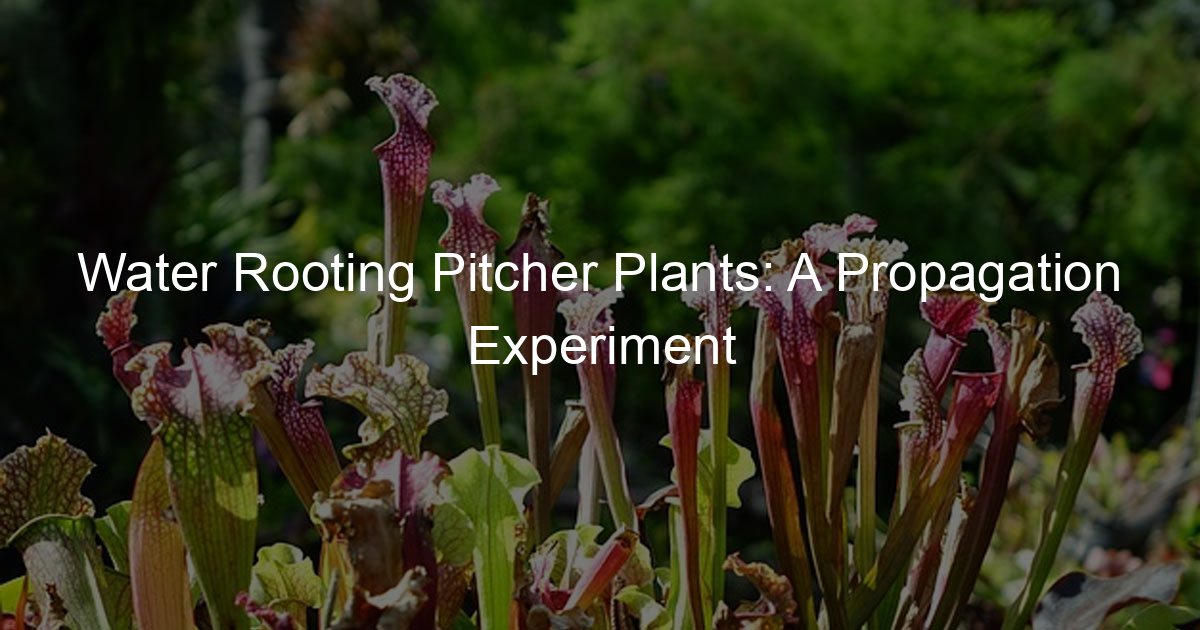 Water Rooting Pitcher Plants: A Propagation Experiment - Pitcher Crown