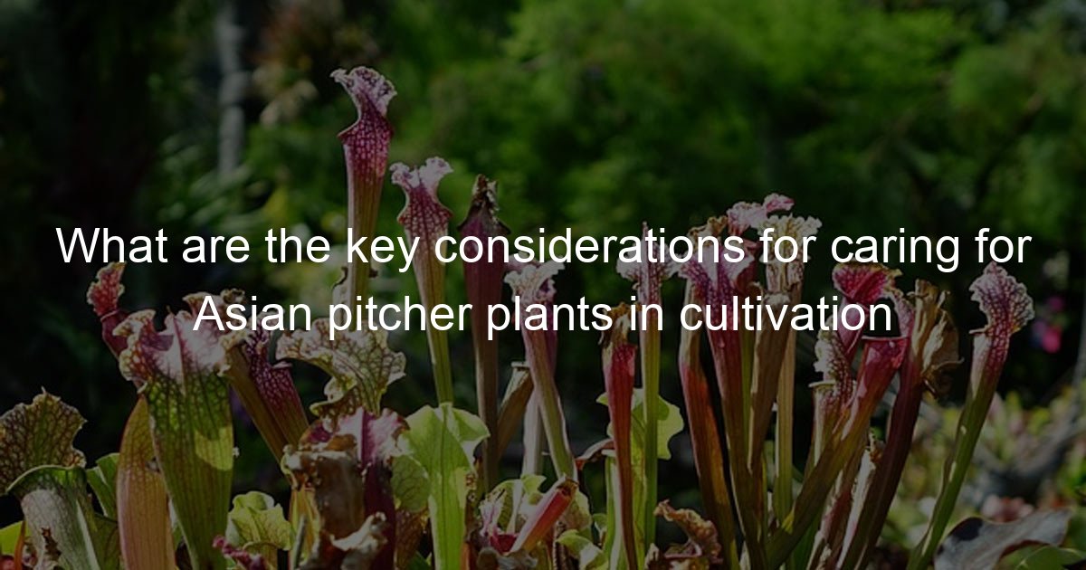 What are the key considerations for caring for Asian pitcher plants in ...