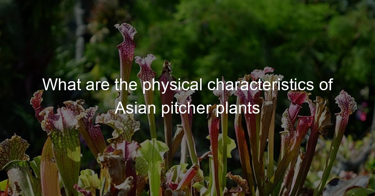 What are the physical characteristics of Asian pitcher plants - Pitcher ...