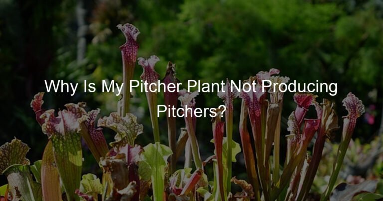 Why Is My Pitcher Plant Not Producing Pitchers? - Pitcher Crown